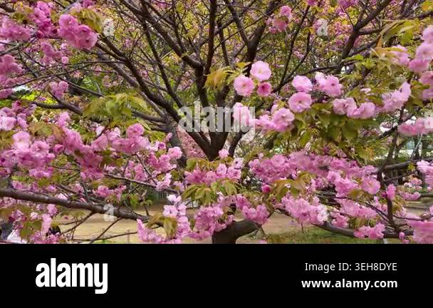 Beautiful pink sakura blossoms blanket the branches in Tokyo. Lush ...
