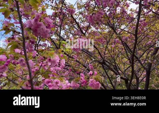 Beautiful pink sakura blossoms blanket the branches in Tokyo. Lush ...