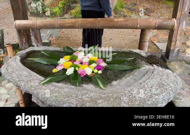 Hanachozu floating flowers inside Chozubachi stone water basin at ...