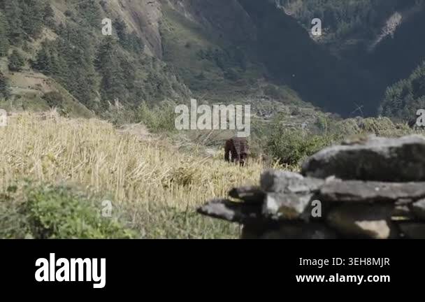 Gorkha, Nepal - October 17 2025 : Traditional Agriculture in Nepal ...