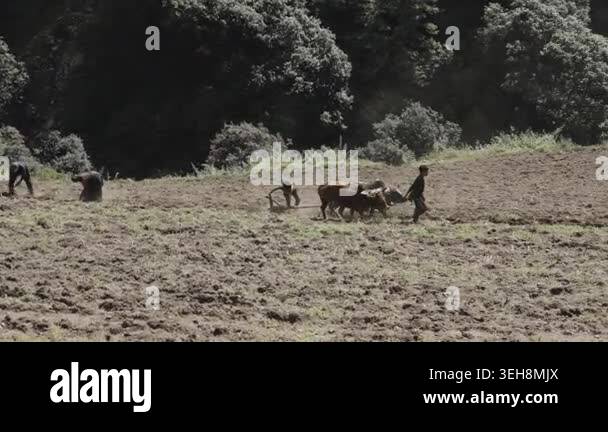 Gorkha, Nepal - October 17 2025 : Traditional Agriculture in Nepal ...