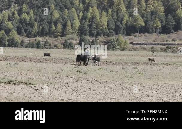 Gorkha, Nepal - October 17 2025 : Traditional Agriculture in Nepal ...
