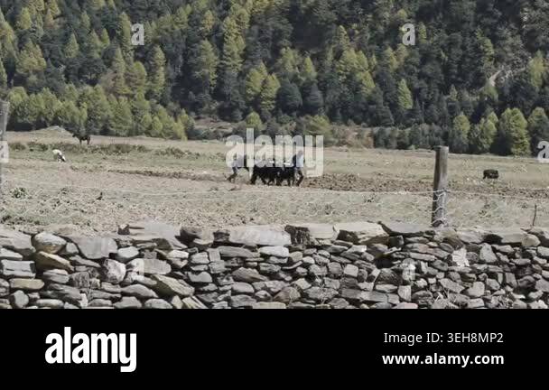 Gorkha, Nepal - October 17 2025 : Traditional Agriculture in Nepal ...