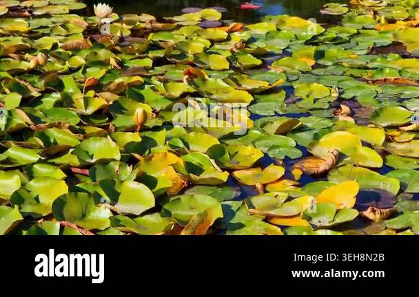 Water Lily leaves in the autumn Stock Video Footage - Alamy