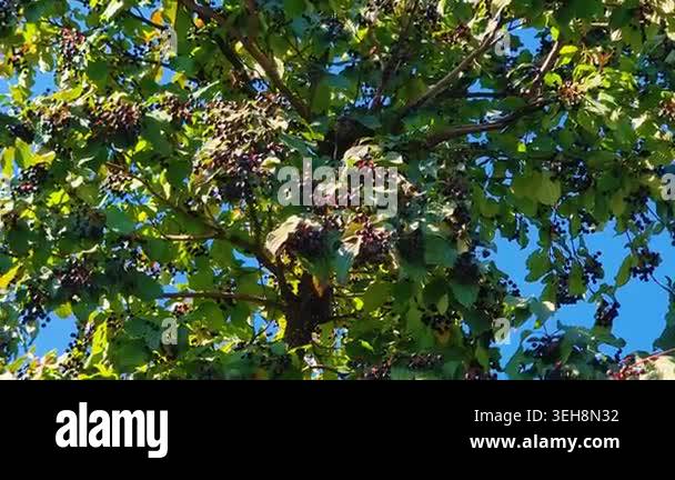 Cornus sanguinea in autumn. Green leaves and black berries of a plant ...