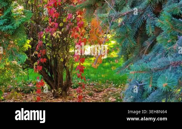 Autumn landscape with trees and leaves. Beautiful nature scene Stock ...