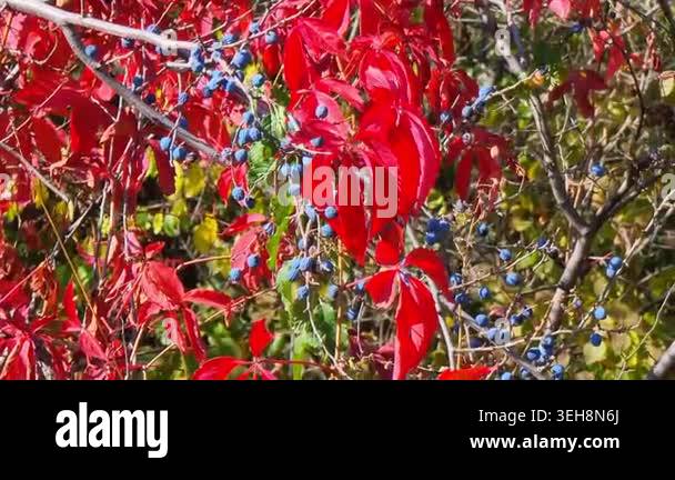 Colorful red leaves of a Virginia creeper (Parthenocissus quinquefolia ...