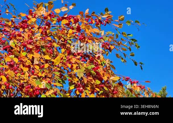 Red rowan berries on a tree in autumn. Beautiful leaves, fall season ...