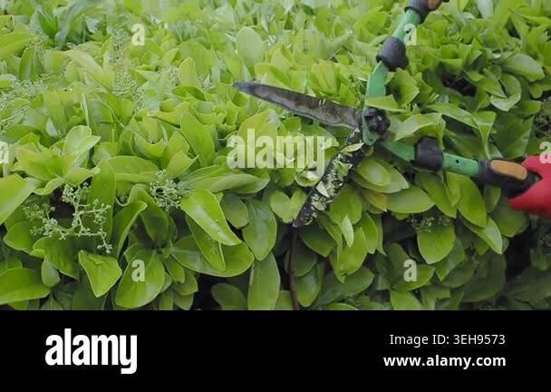A person is cutting green plants in the garden. It is a warm summer day ...