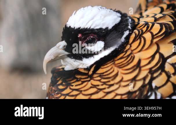 Close-up Portrait of a Colorful Pheasant with Vibrant Plumage Stock ...