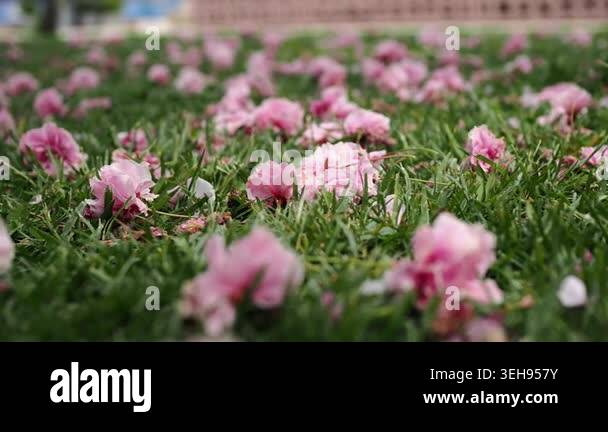 Pink flower petals are spread across green grass in a park area Stock ...