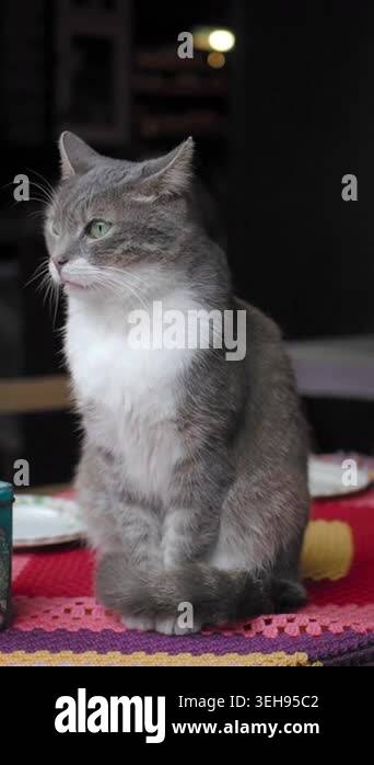 Cat sitting quietly on table Stock Video Footage - Alamy