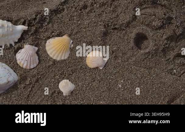 Shells are scattered on the sand near a small hole in the beach Stock ...
