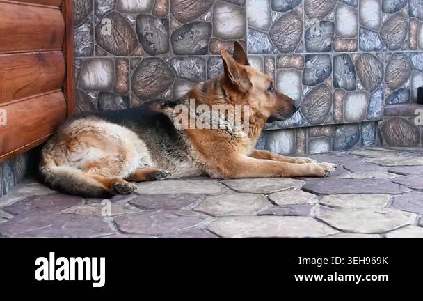 German shepherd resting on patio surface near stone wall. Dog appears ...