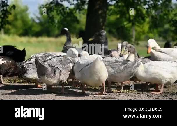 Ducks gathered on ground, pecking and walking among grass, white and ...