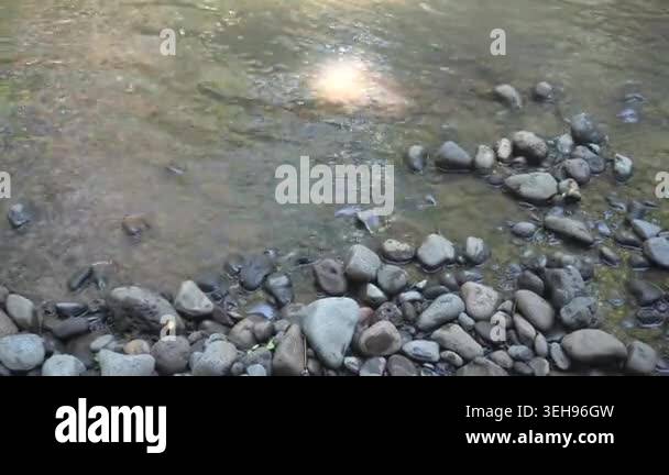 Clear water flows gently over smooth stones in a shallow stream ...