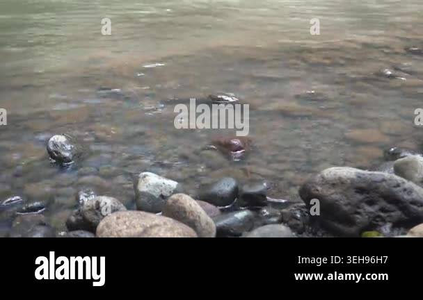 Clear water flows gently over smooth stones in a shallow stream ...