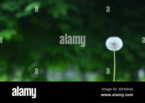 Dandelion flower blowing in breeze. close-up view of plant moving in ...