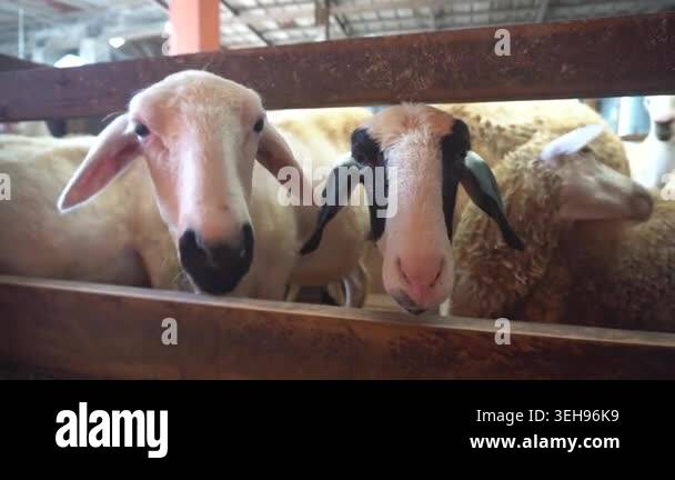 Two sheep stand behind a wooden fence inside a barn. One has light wool ...