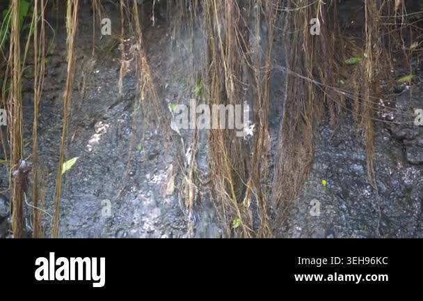 Thin tree roots hang down over wet rocks where water flows gently from ...