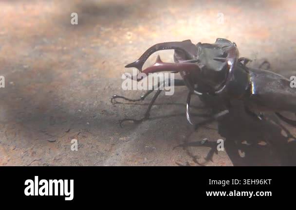Dominance Fight Between Two Large Lucanus Cervus Beetles Stock Video ...