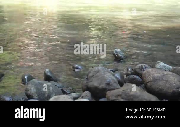 Clear water flows gently over smooth stones along a shallow riverbank ...