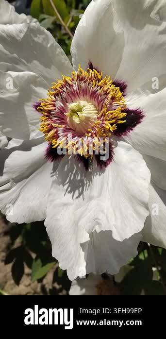 Close-up of a beautiful single white tree peony flower blooming in the ...