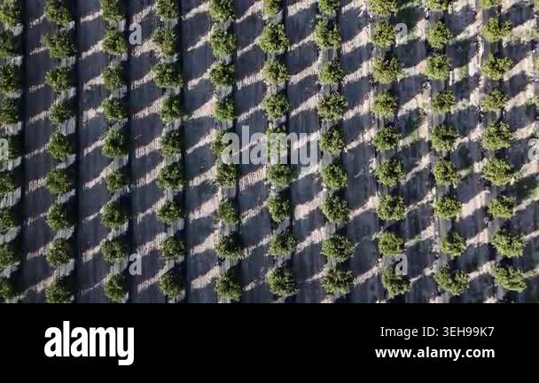 Drone top view of orange orchard plantation with geometric tree rows ...