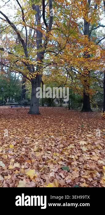 Autumn Park Covered With Fallen Leaves, Peaceful Fall Nature Scene ...