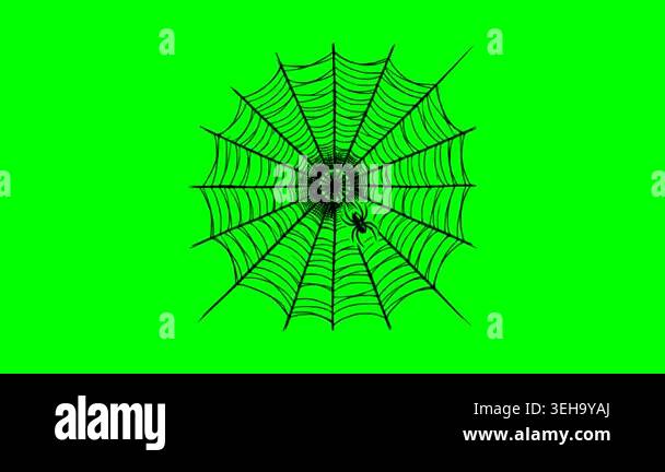 Hand drawn style spider web animation with a spider on green screen ...