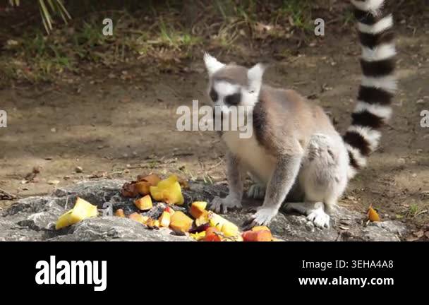 Lemur eating fruit (close-up Stock Video Footage - Alamy