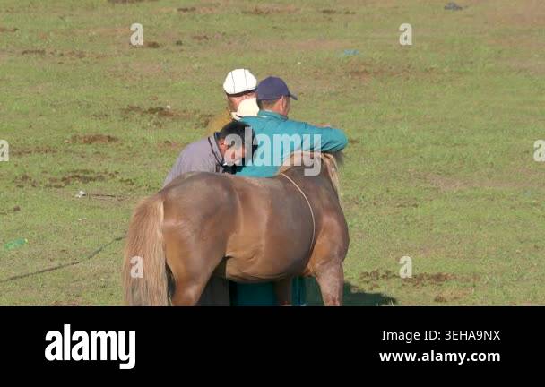 Mongolian farmers rope an angry long maned stallion across rural ...