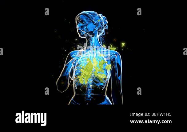Conceptual 3D animation of a woman holding her chest with visible lungs ...