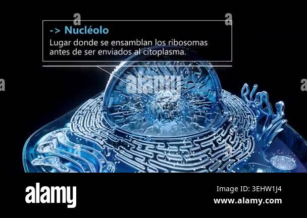 Conceptual 3D Animation of a Eukaryotic Cell with Labeled Organelles in ...