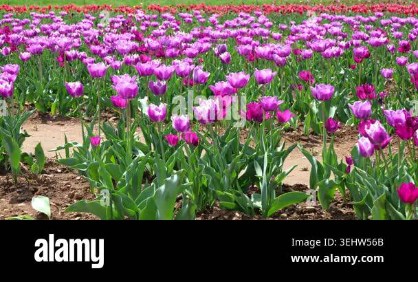 Spring landscape in a field of multicolored tulips Stock Video Footage ...