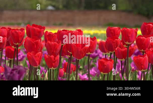 Fantastic red tulips in the wind Stock Video Footage - Alamy