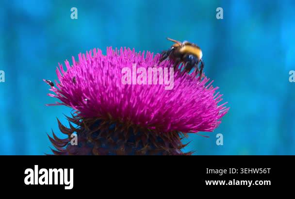 Macro - Bumblebee on a lilac flower Stock Video Footage - Alamy