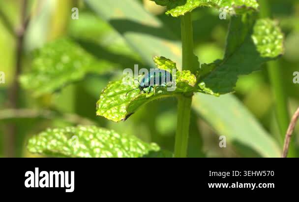 acro - Blue mint beetle Stock Video Footage - Alamy