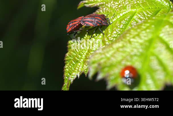 Macro - Red and black beetle Stock Video Footage - Alamy