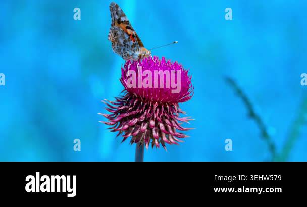 Macro - Leopard butterfly on a lilac flower Stock Video Footage - Alamy