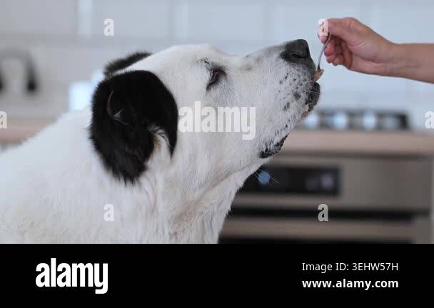 Cute giant Alabai being fed with spoon by woman at home, adorable 4K ...