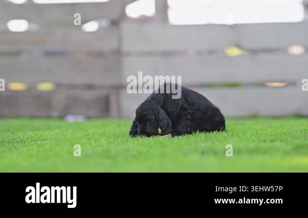 Adorable puppies running on green grass, joyful playtime in garden, 4K ...