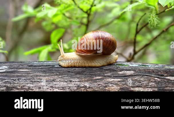 Macro - The Silent Snail of the Dolomites Stock Video Footage - Alamy