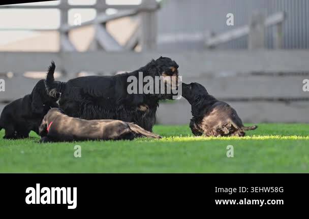 Spaniel puppy family enjoying playful time together, adorable 4K slow ...