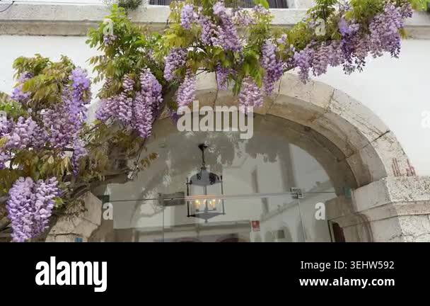 purple wisteria flowers cascade over ancient stone archway in a ...