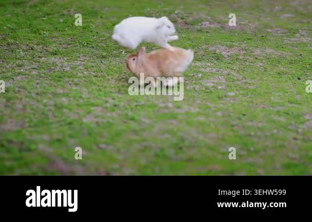 White and red rabbits chasing and jumping on green grass near a lake ...