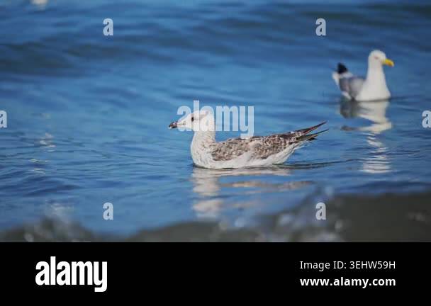 Aesthetic summer seascape with seagulls and sparkling blue water ...