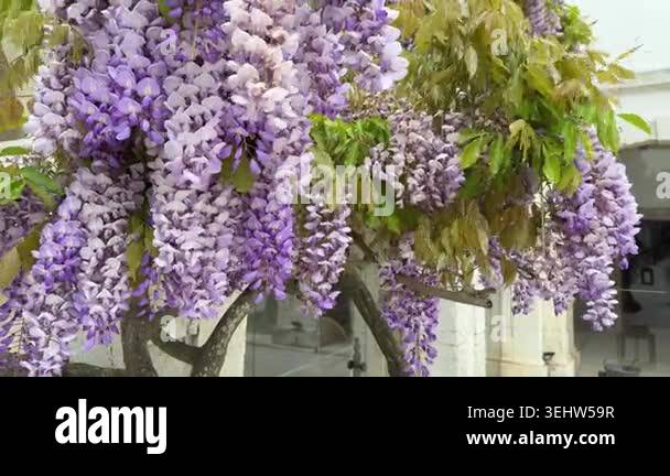 purple wisteria flowers cascade over ancient stone archway in a ...
