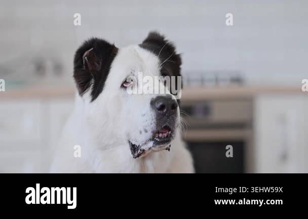 Happy white Alabai dog smiling in modern kitchen, cozy lifestyle 4K ...