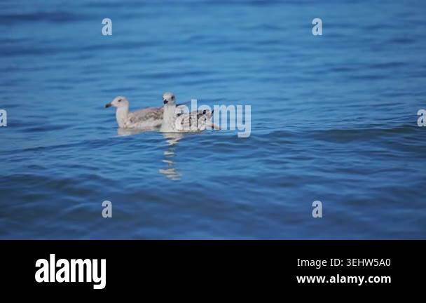 Summer beach mood with seagulls floating on bright turquoise sea water ...
